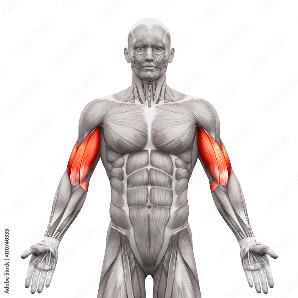 Biceps Muscles - Anatomy Muscles isolated on white Stock Photo | Adobe ...