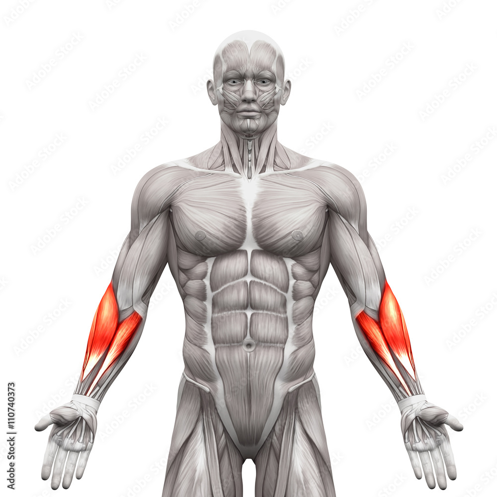 Forearm Muscles - Anatomy Muscles isolated on white Stock Photo | Adobe ...