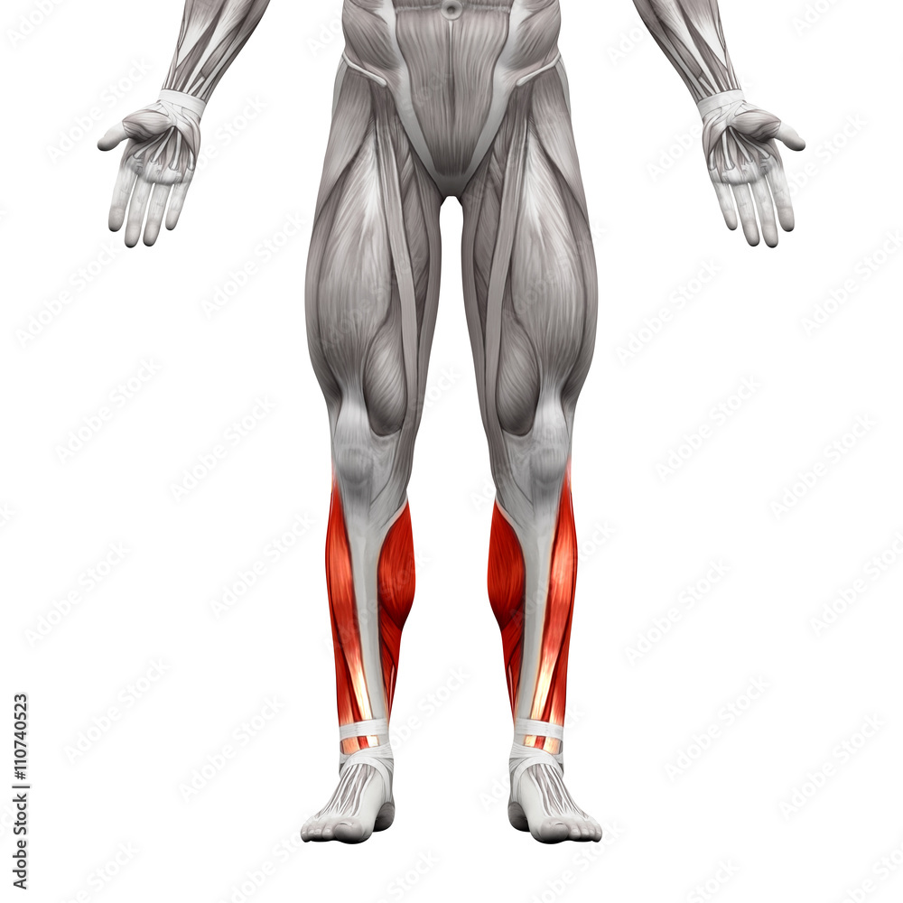 Calf Muscles - Anatomy Muscles isolated on white Stock Photo | Adobe Stock