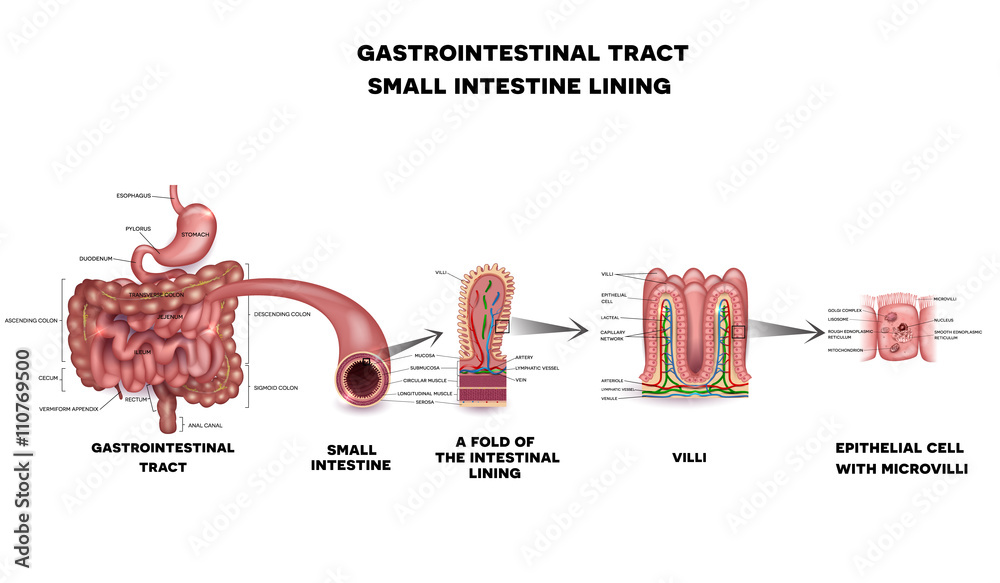 Gastrointestinal system small intestine anatomy Stock Vector | Adobe Stock