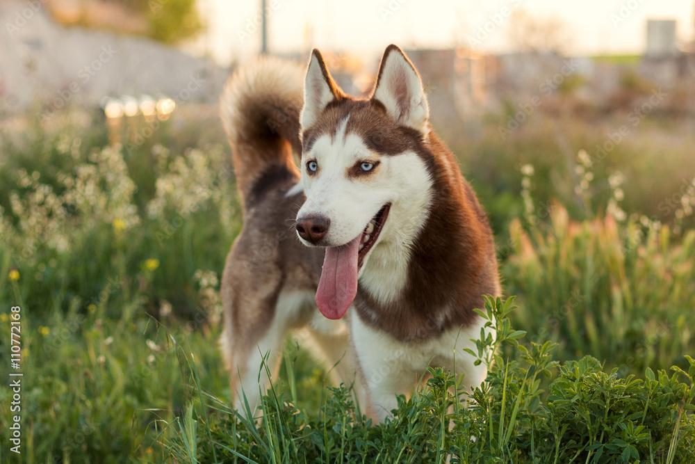 Perro de raza husky de ojos azules en la naturaleza Stock Photo | Adobe ...