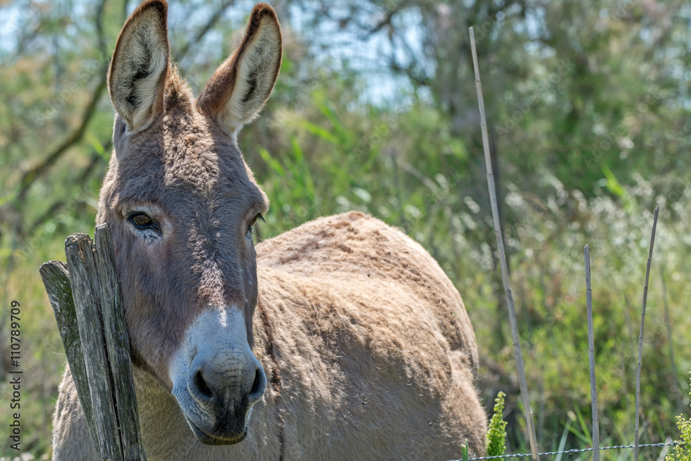 Fotografia do Stock: âne en pâture | Adobe Stock