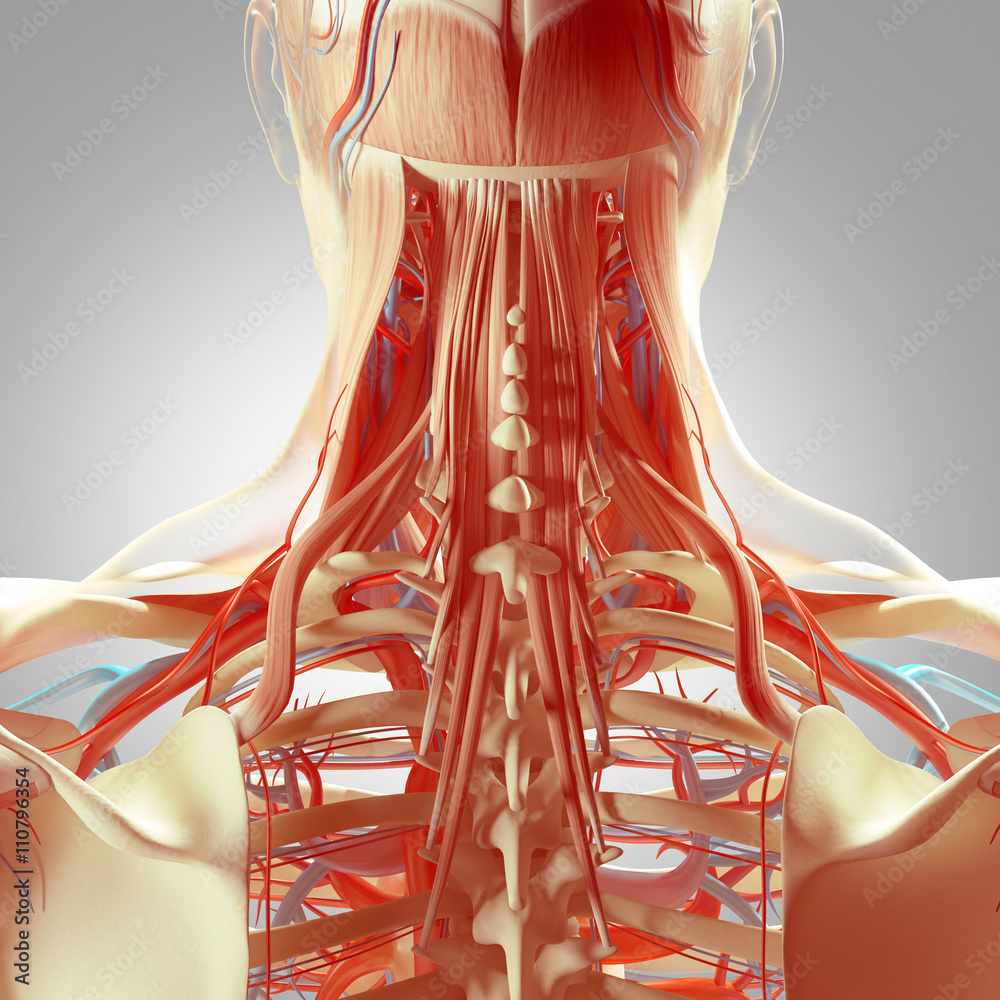 Human anatomy, neck and spine. 3d illustration. Stock Illustration ...