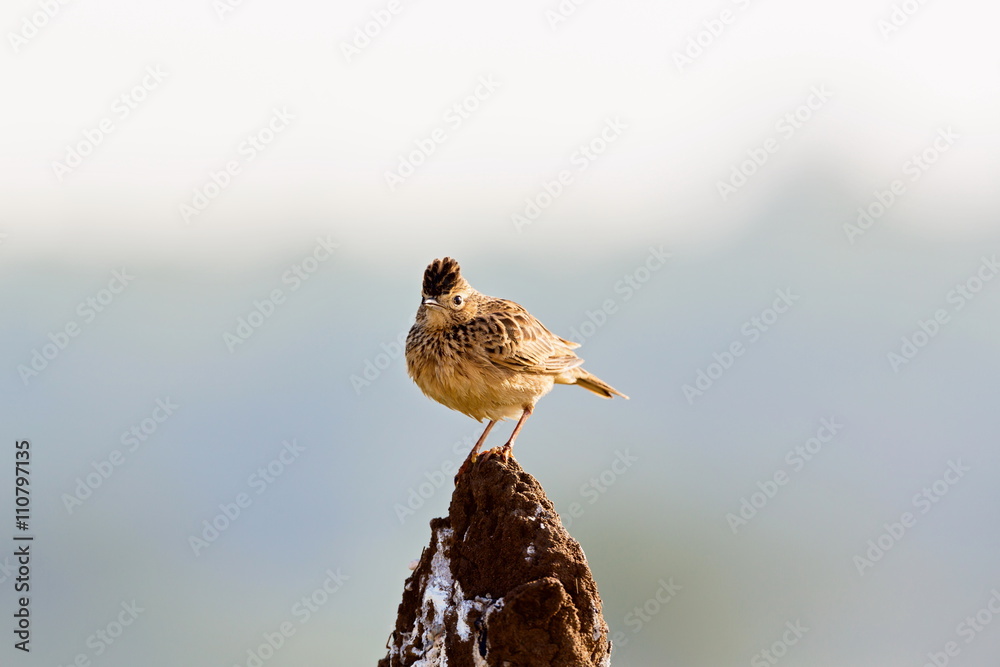 The Malabar lark, or Malabar crested lark is a sedentary breeding bird ...