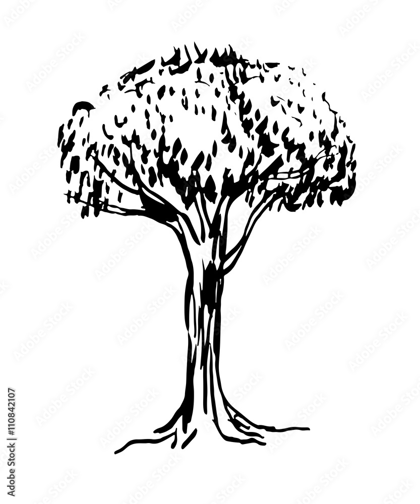 Deciduous Tree Drawing