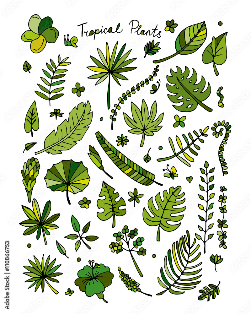 Tropical plants, sketch for your design Stock Vector | Adobe Stock