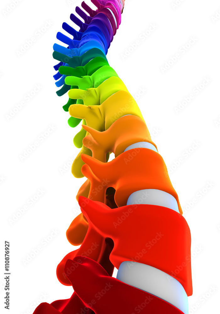 Colorful Human Spine Anatomy Stock Illustration | Adobe Stock