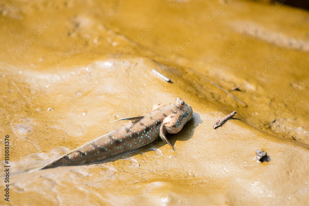 Mudskipper, Amphibious fish Stock Photo | Adobe Stock