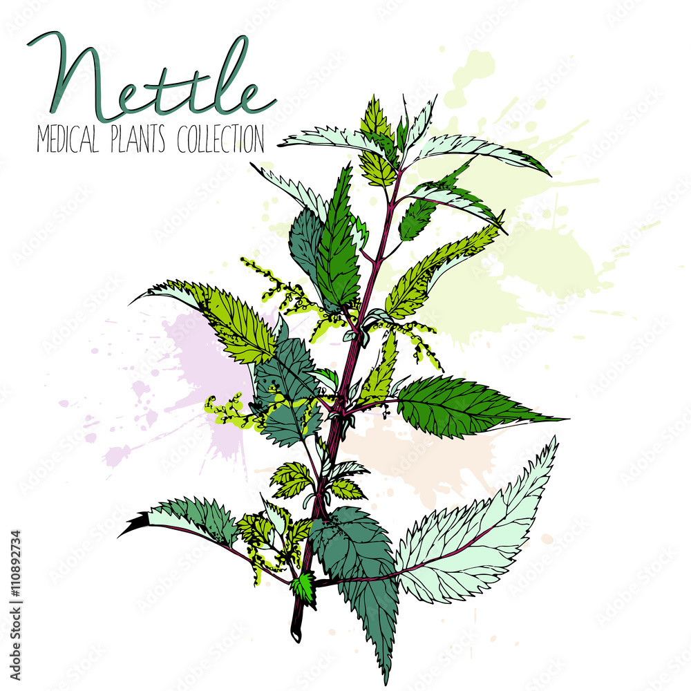 Stinging Nettle Leaf Drawing