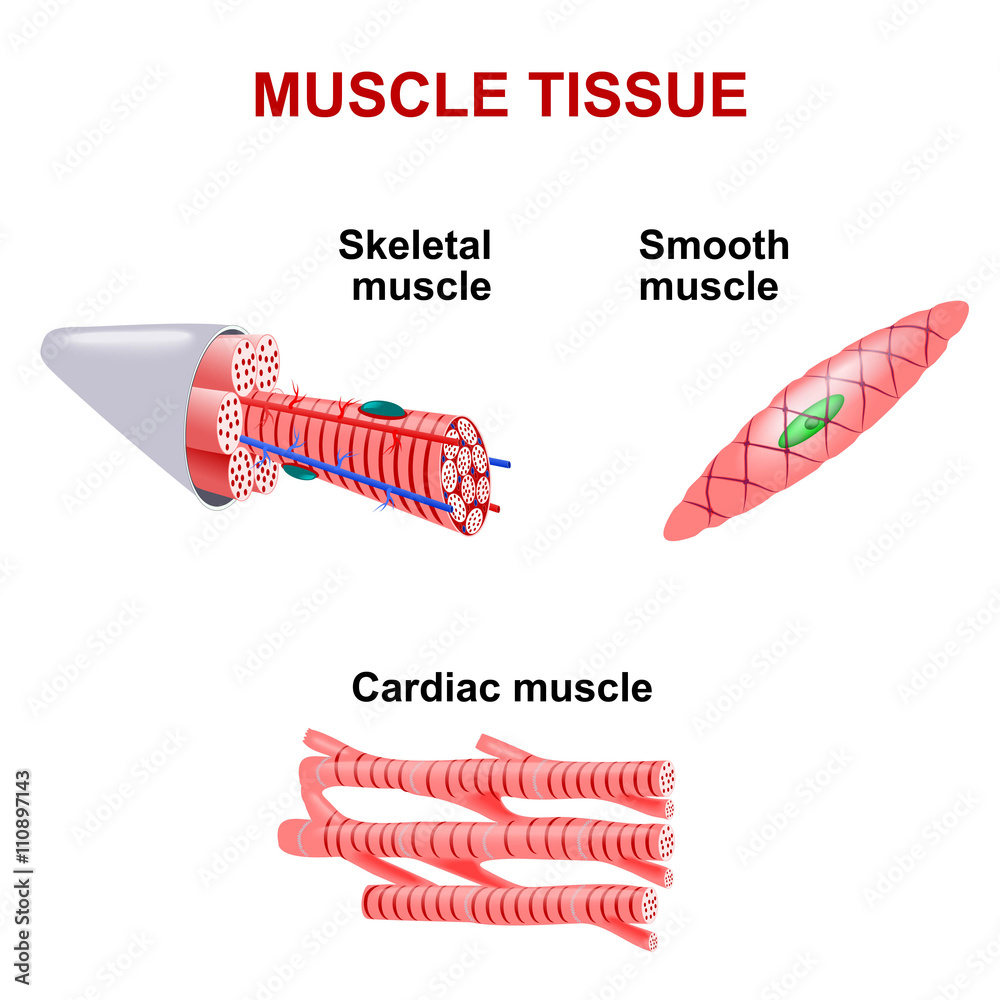 Types of muscle tissue Stock Vector | Adobe Stock