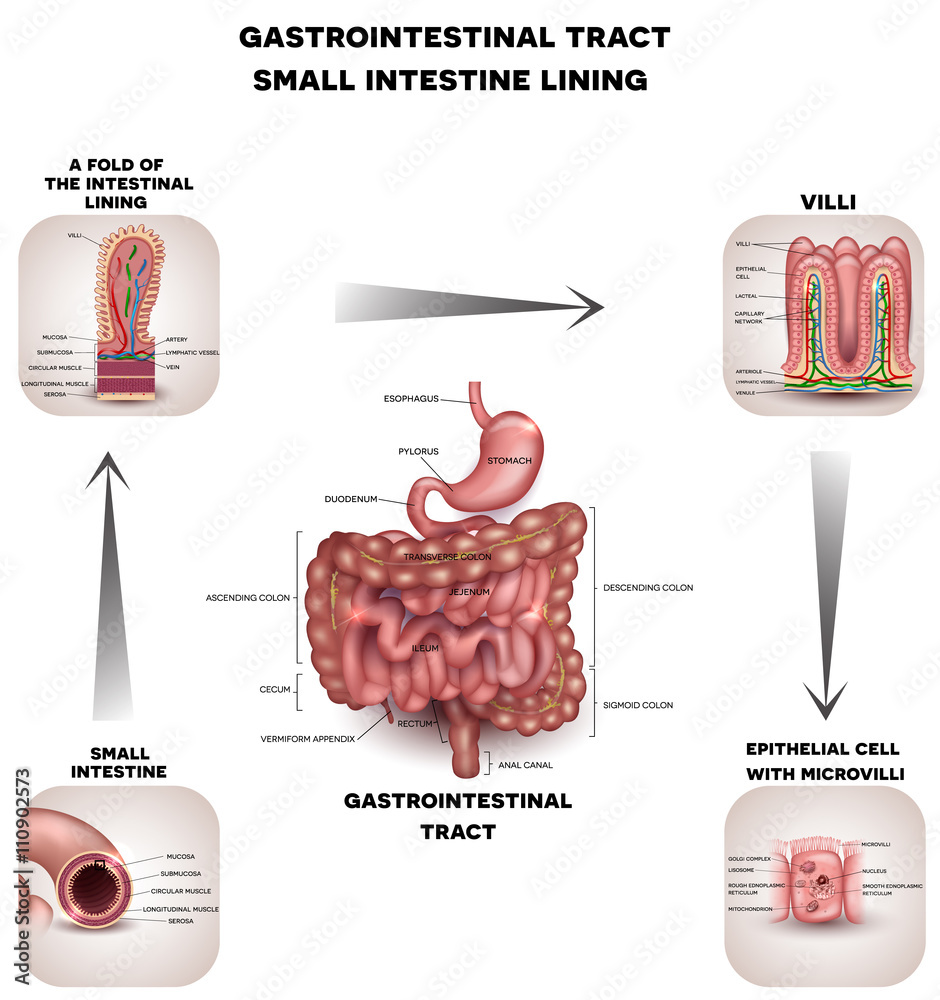 Normal Gastrointestinal tract and small intestine detailed anatomy ...