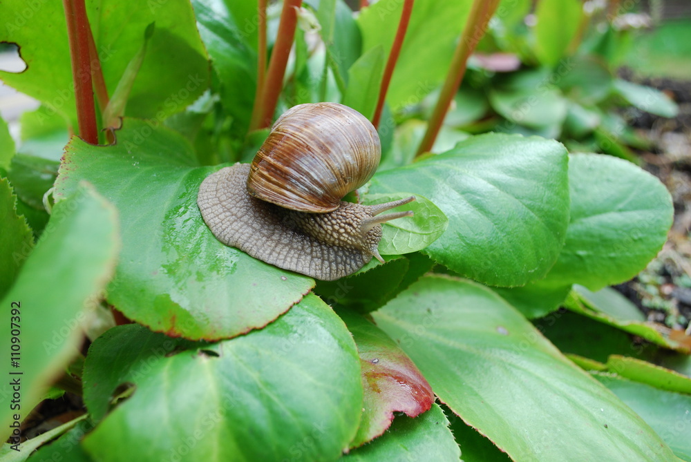 Edible Sea Snails Species Names