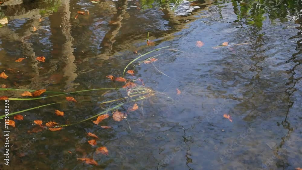 Relaxing natural scene of shallow pond or river water surface ...