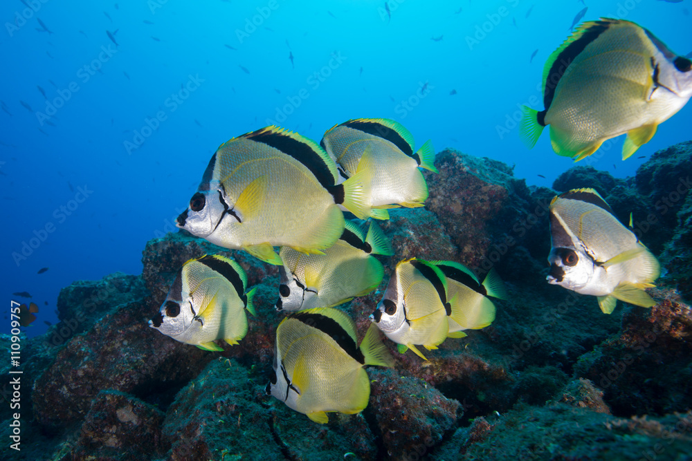 Underwater side view of black nose barber fish (Johnrandallia ...