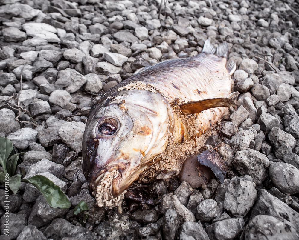 Rotten fish with maggots on the river bank foto de Stock | Adobe Stock