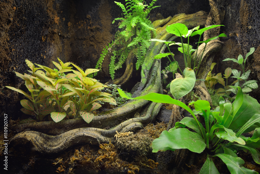 Tropical environment terrarium layout with exotic greens and a log ...