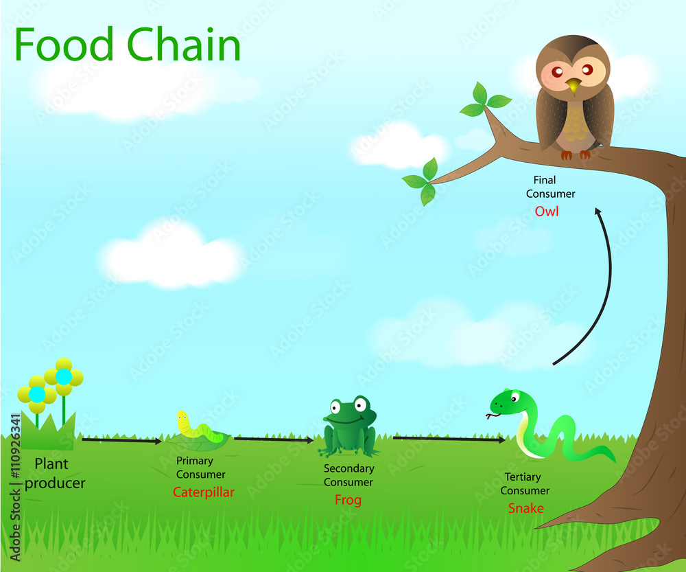 food chain Stock Vector | Adobe Stock