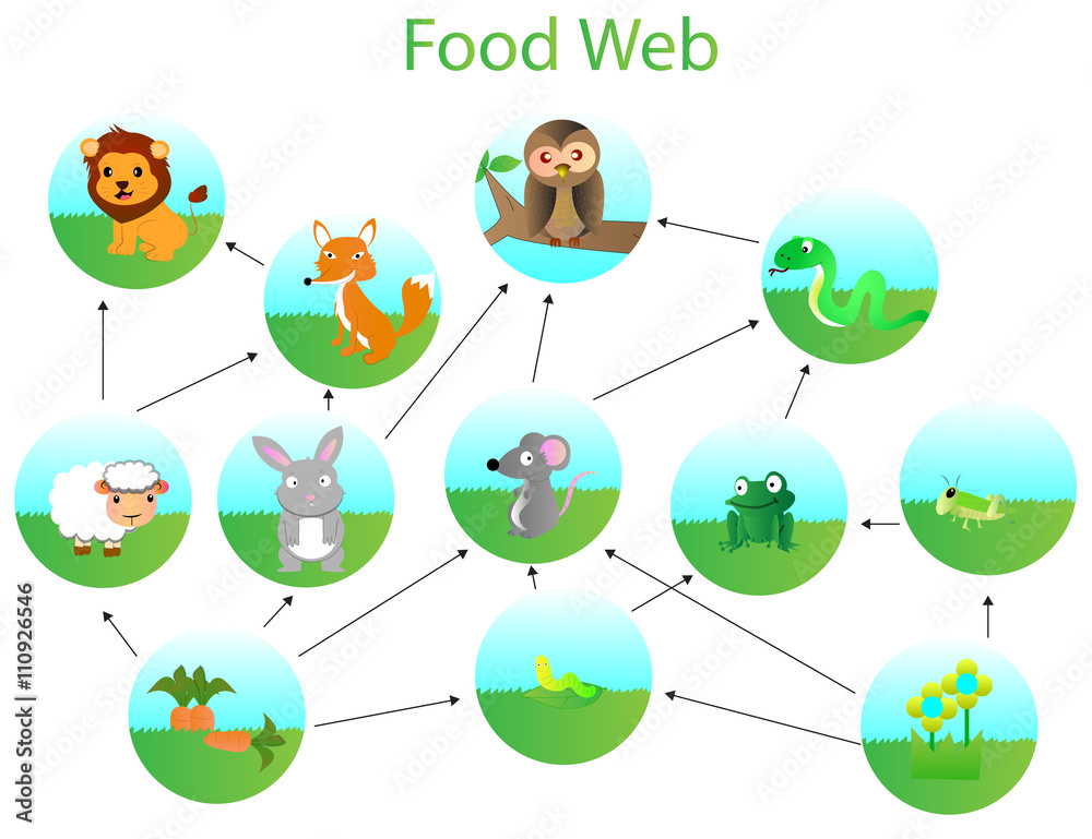 food web Stock Vector | Adobe Stock