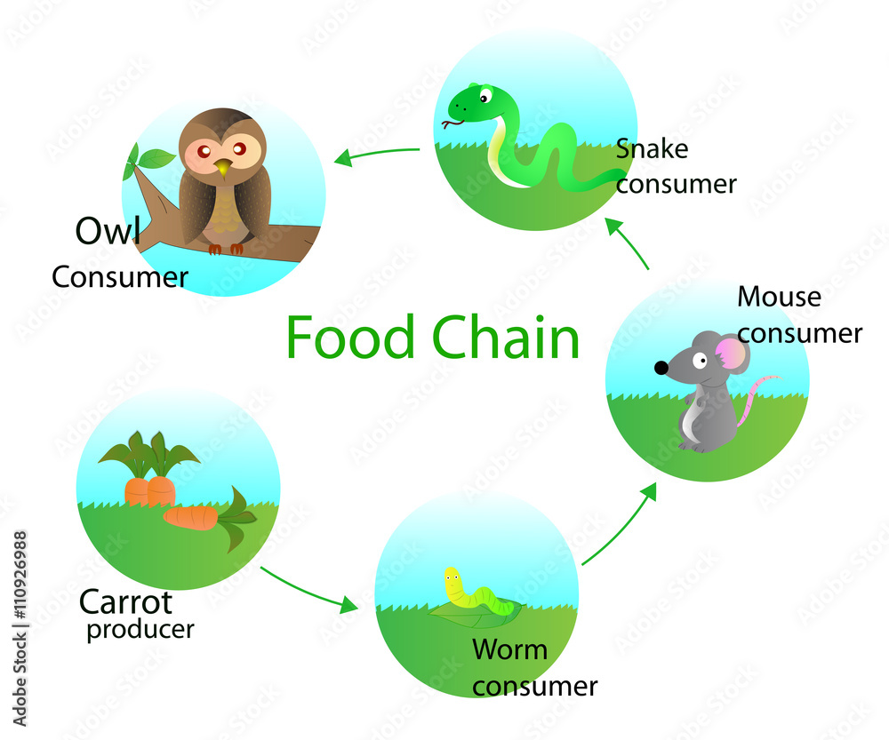 food chain Stock Vector | Adobe Stock