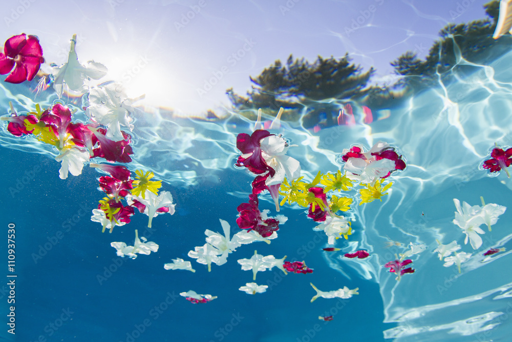 Underwater view of flower petals floating in swimming pool Stock Photo ...