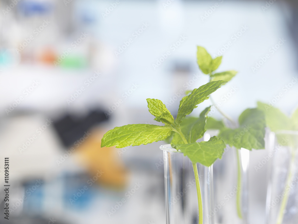 Plants contained in test tubes awaiting testing in a biotechnology lab ...