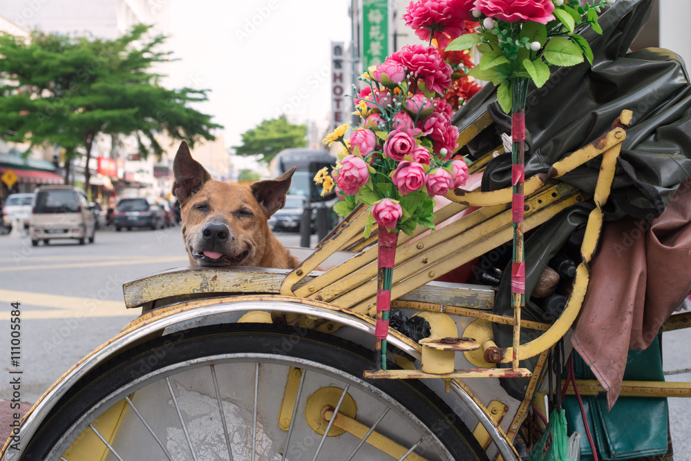 Dog on rickshaw parked on roadside in Georgetown, Penang, Malaysia ...