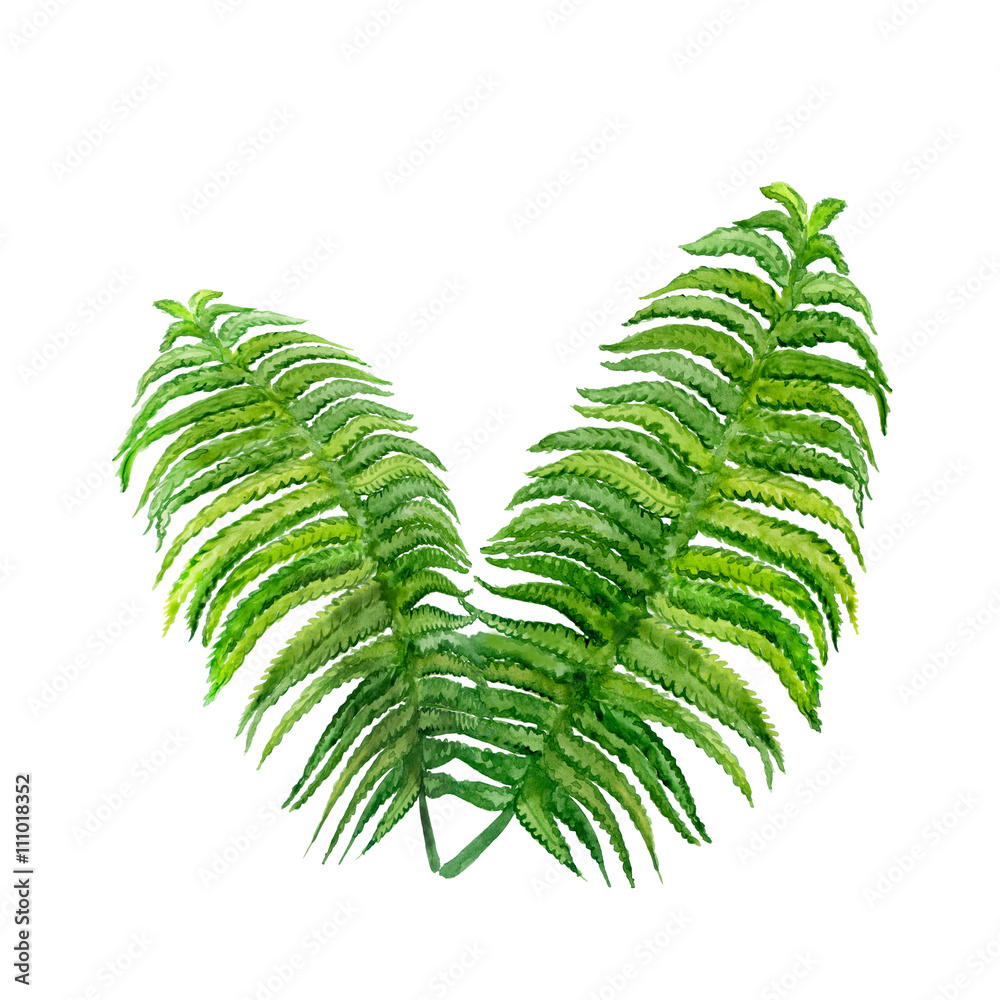 Watercolor drawing of spring fern. Hand drawn painting of beautiful ...