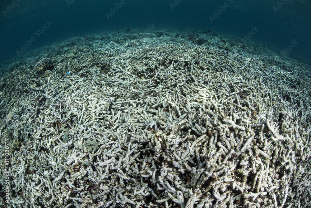 Completely Destroyed Coral Reef Stock Photo | Adobe Stock