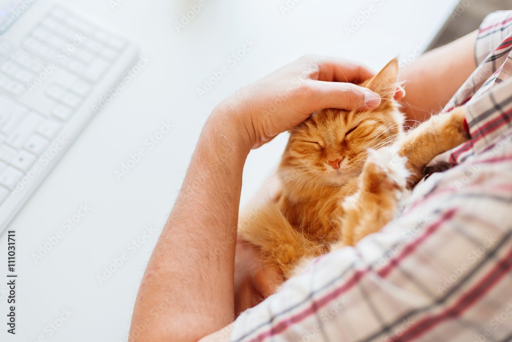 Happy cute ginger cat lying on the desk next to the keyboard. Man ...