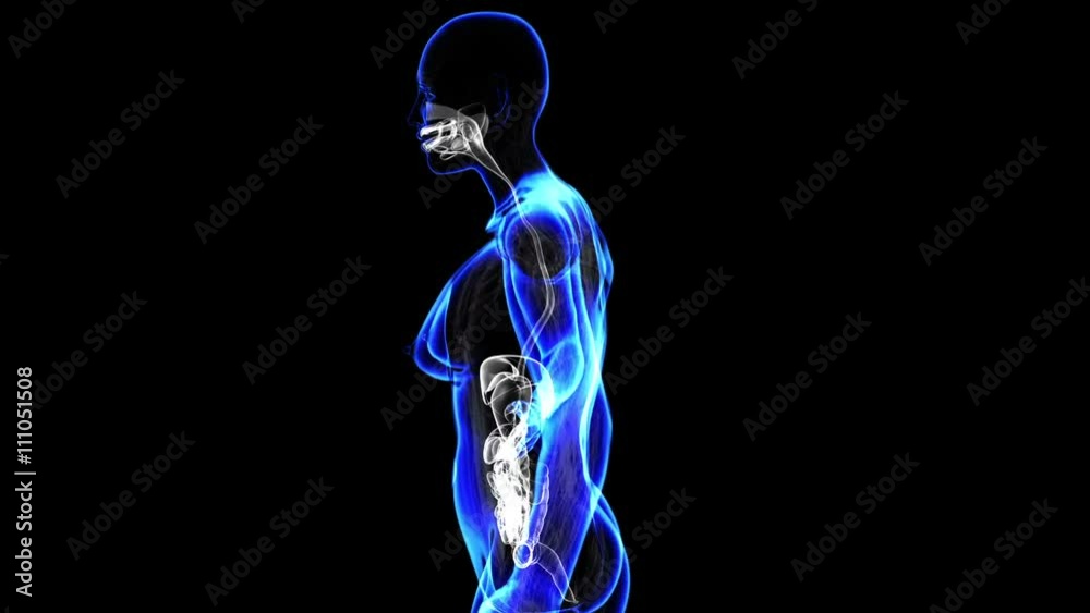 Female digestive system. Loop Stock Video | Adobe Stock