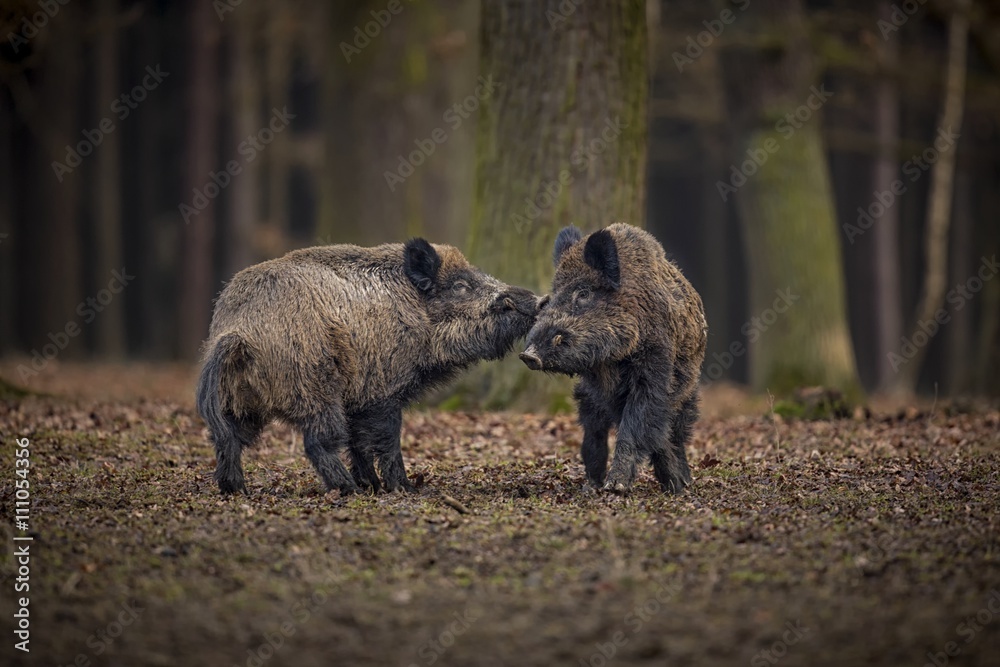 Wild boars fight in the forest/Wild boars fight in the forest Stock ...