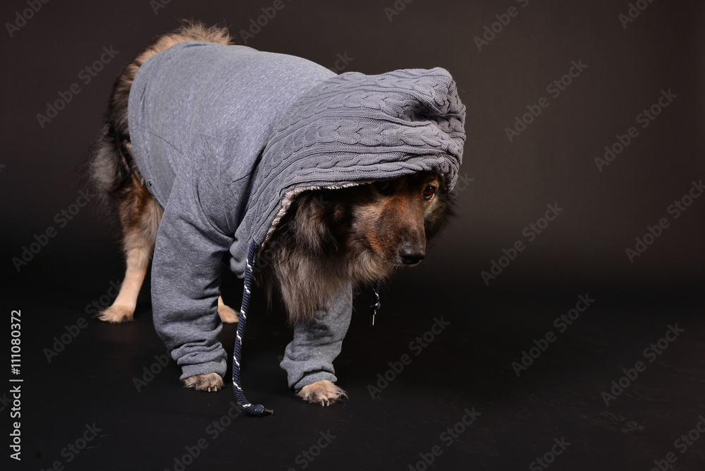 cooler Hund mit Kapuzenshirt Hoodie Wolfsspitz Stock-Foto | Adobe Stock