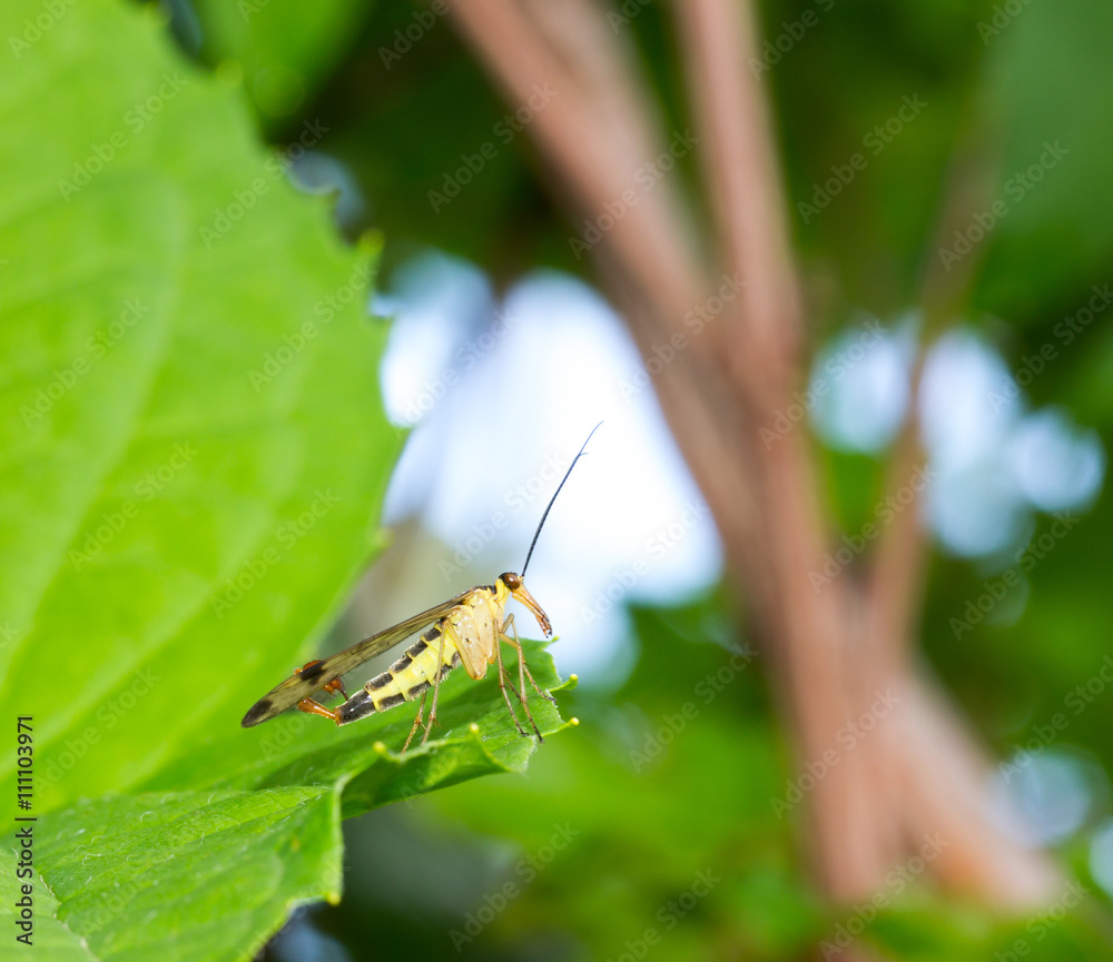 winged insect with a long proboscis scorpion fly on green leaf ...