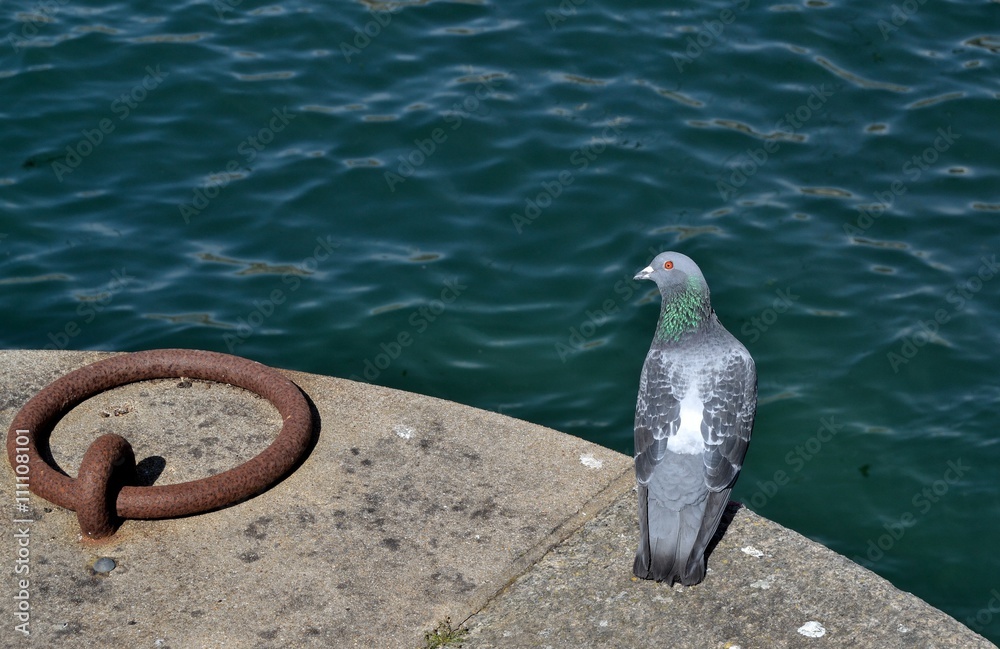 Pigeon dans un port Stock Photo | Adobe Stock