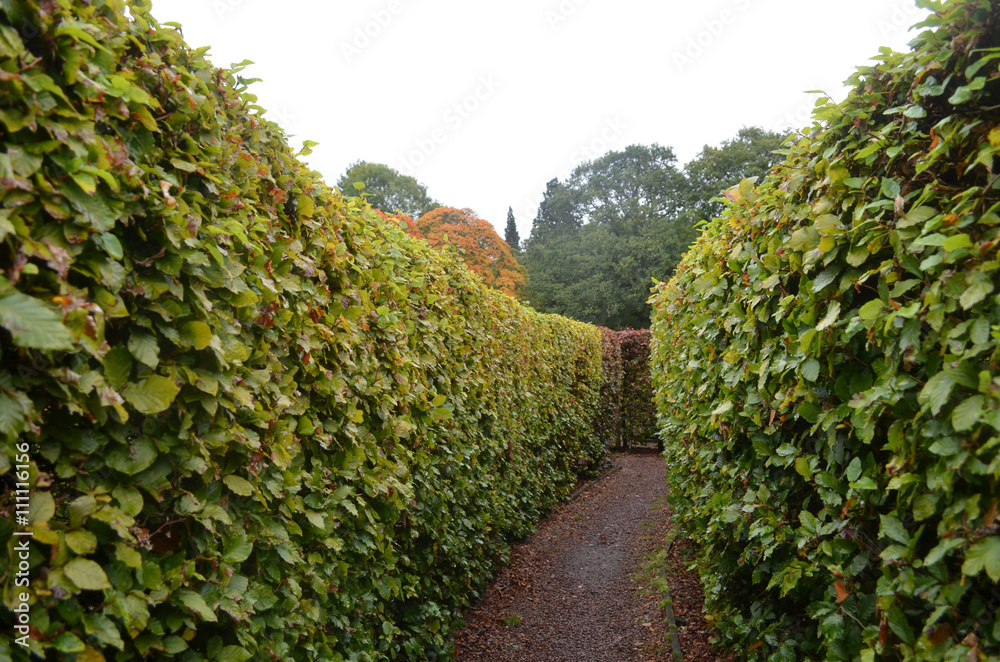 Beech hedges of Scone Palace hedge maze, castle park, Perth, Scotland ...