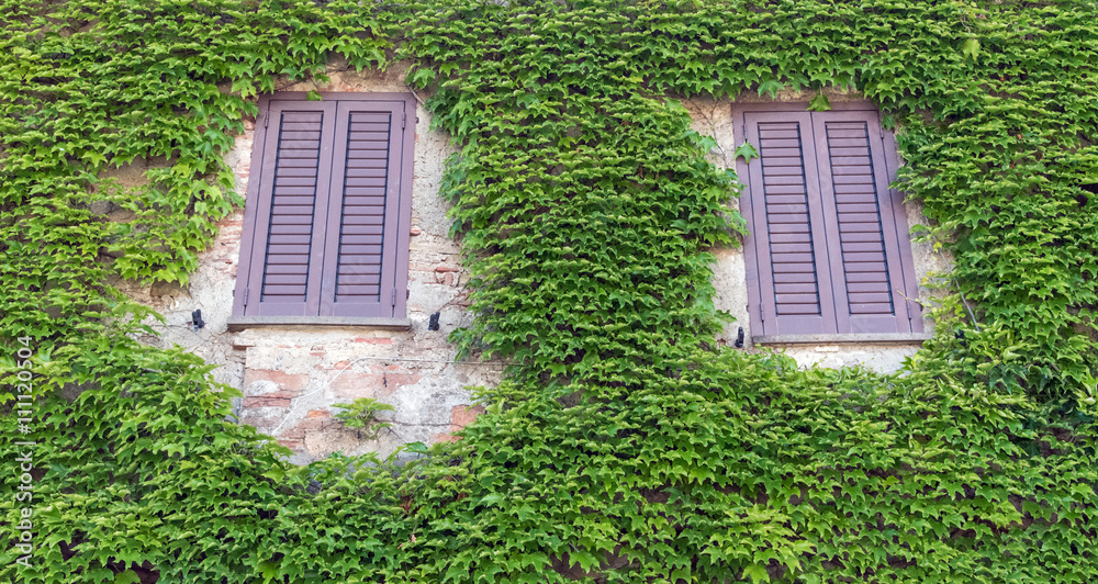 finestre con edera rampicante Stock Photo | Adobe Stock