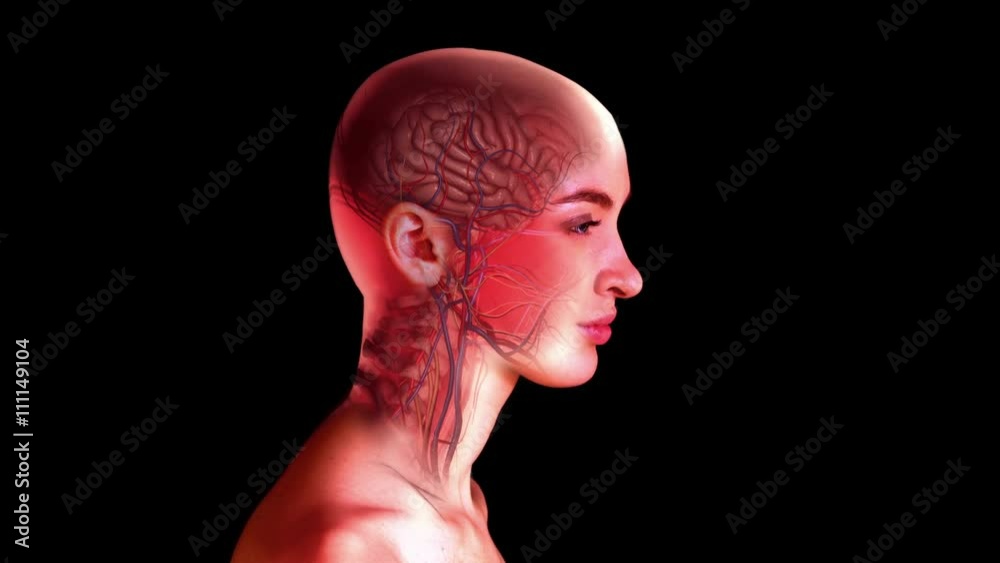Internal head anatomy. Profile of woman's head and shoulders with semi ...