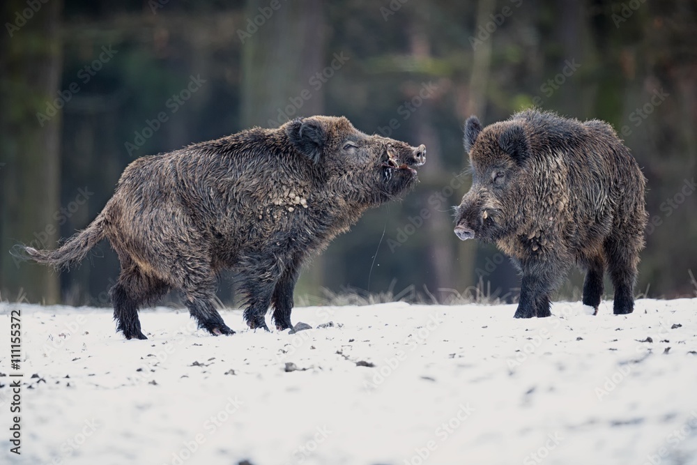 Big Wild Boars
