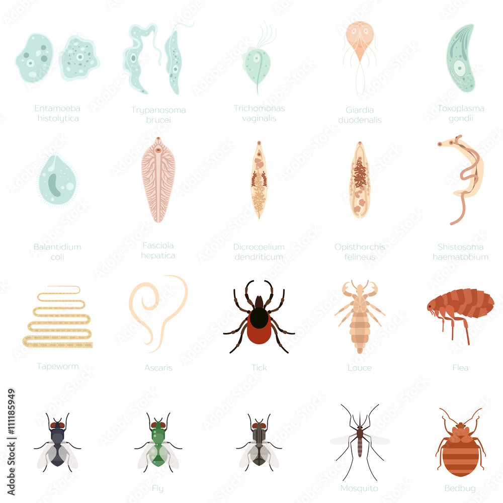 Set of parasites Stock Vector | Adobe Stock
