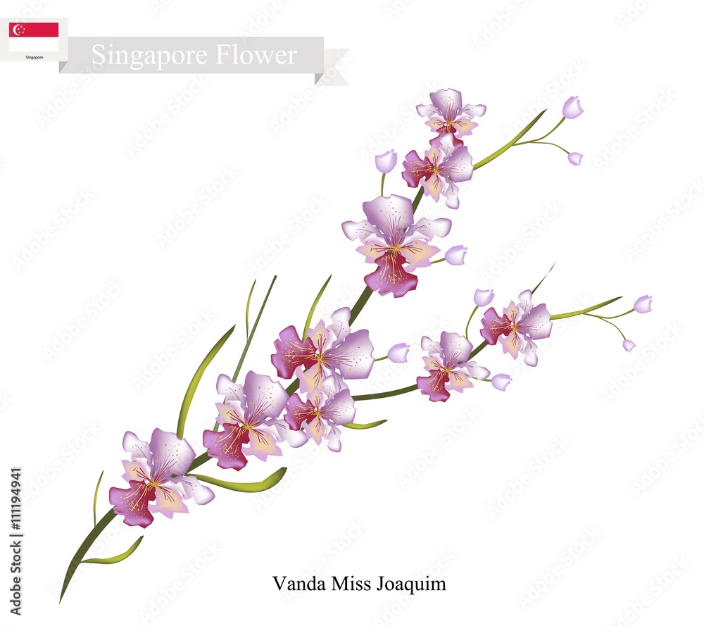Vanda Miss Joaquim, The National Flower of Singapore Stock Vector ...