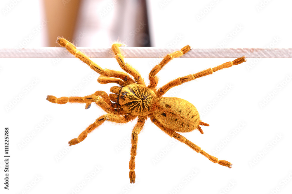 Danger Pterinochilus murinus tarantula venomous spider Stock Photo ...