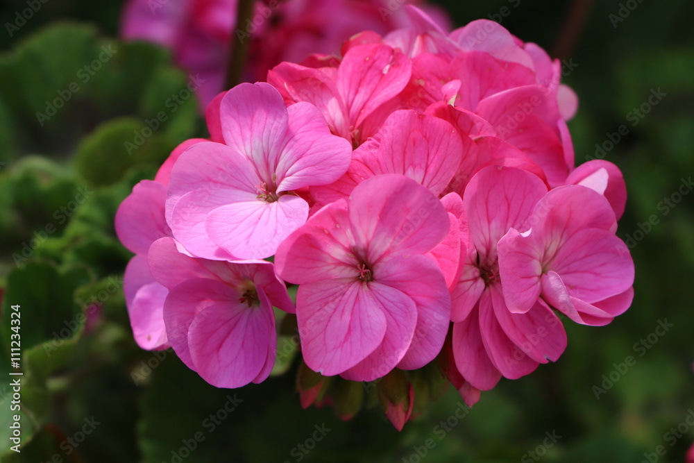 Fleur de géranium Stock Photo | Adobe Stock