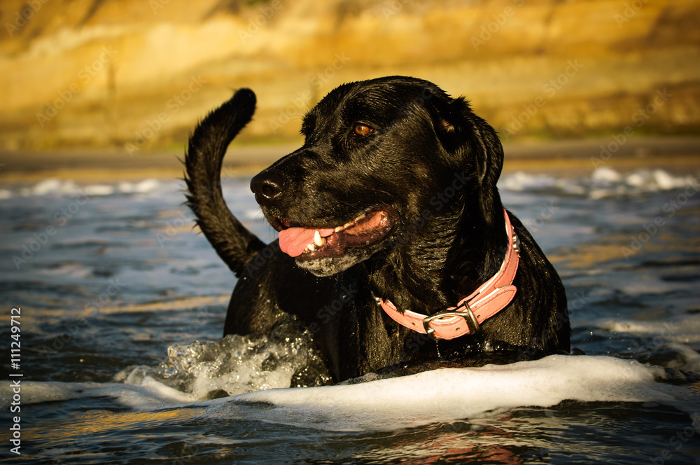 Black Labrador Retriever wading through the ocean water at the beach ...