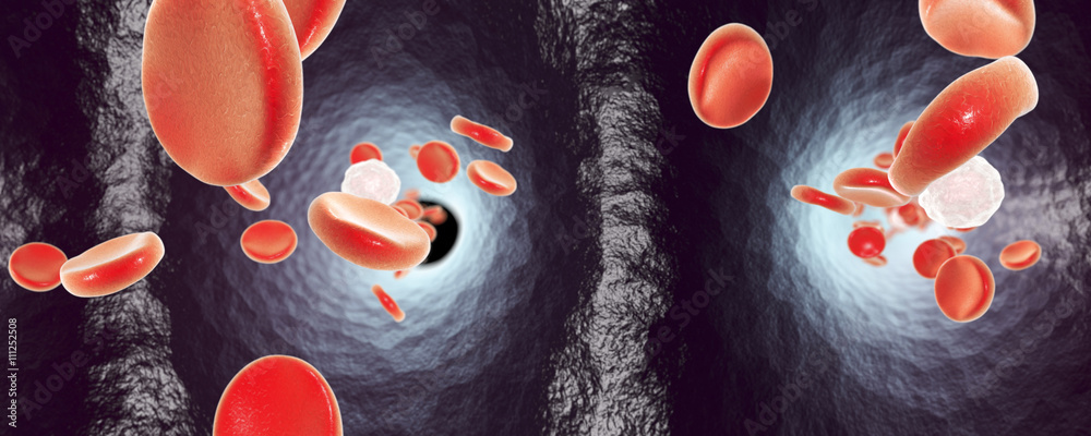 Panorama 360 degree view inside blood vessel, red blood cells and white ...