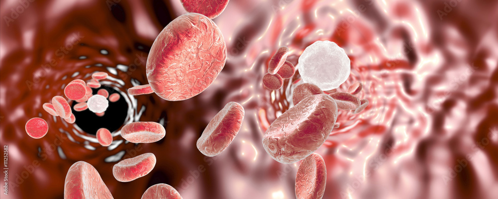 Panorama 360 degree view inside blood vessel, red blood cells and white ...