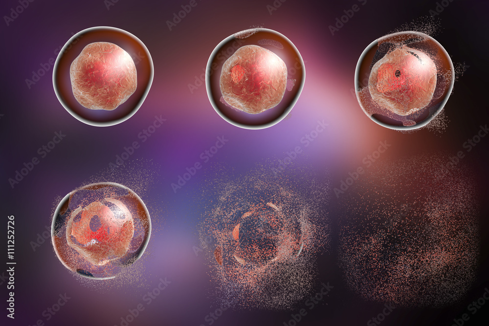 Cell lysis. 3D illustration. Series of images showing different stages ...