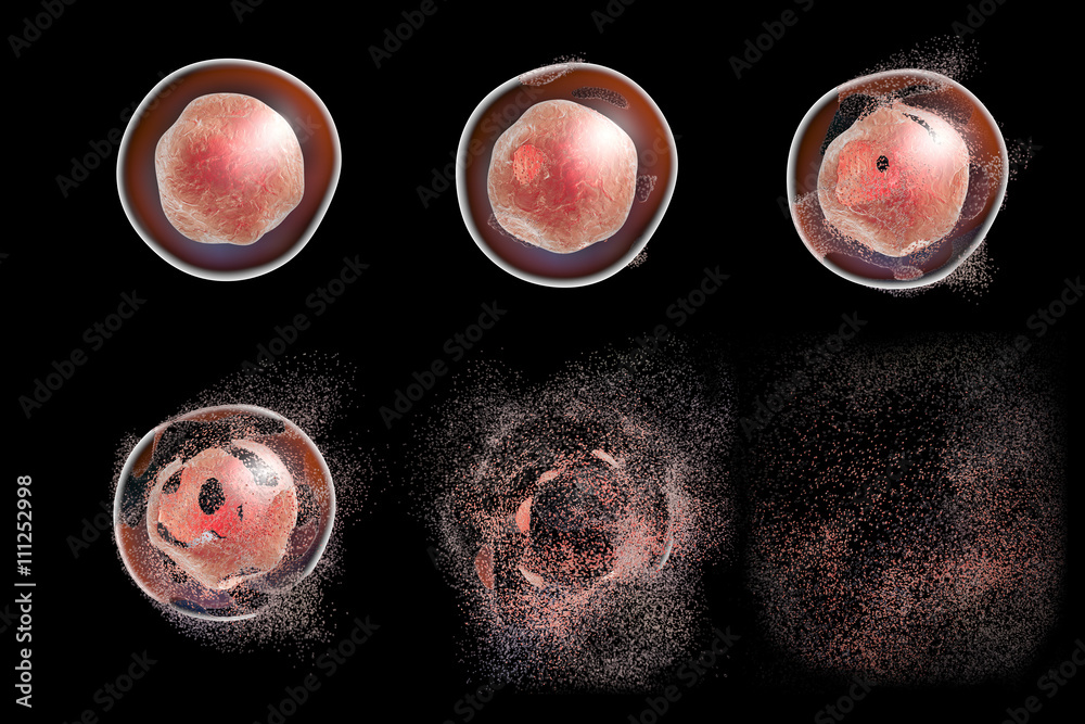 Cell lysis. 3D illustration. Series of images showing different stages ...