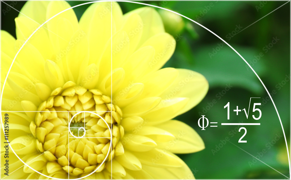 Illustration of golden ratio in nature. Fibonacci pattern Stock Photo ...