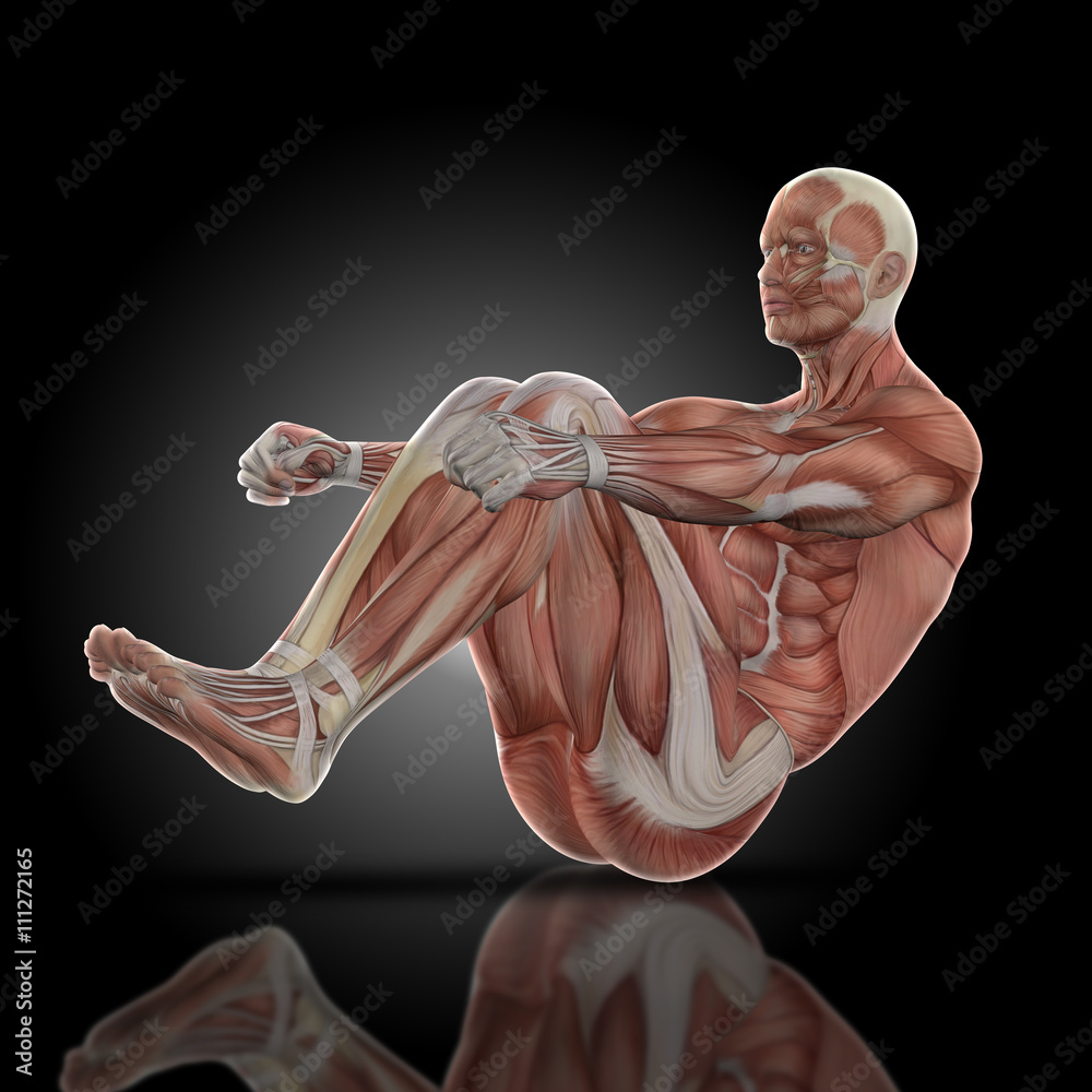 3D render of a medical figure with muscle map in sit up pose Stock ...