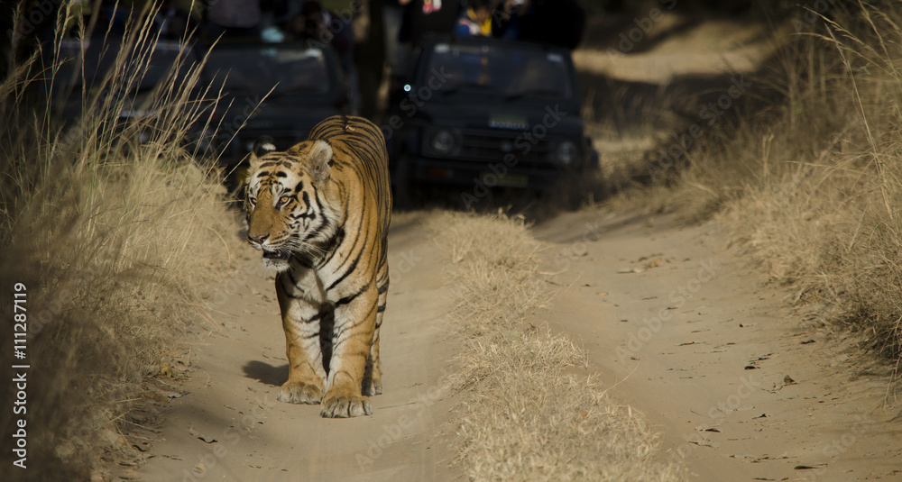 Male Bengal Tiger Names